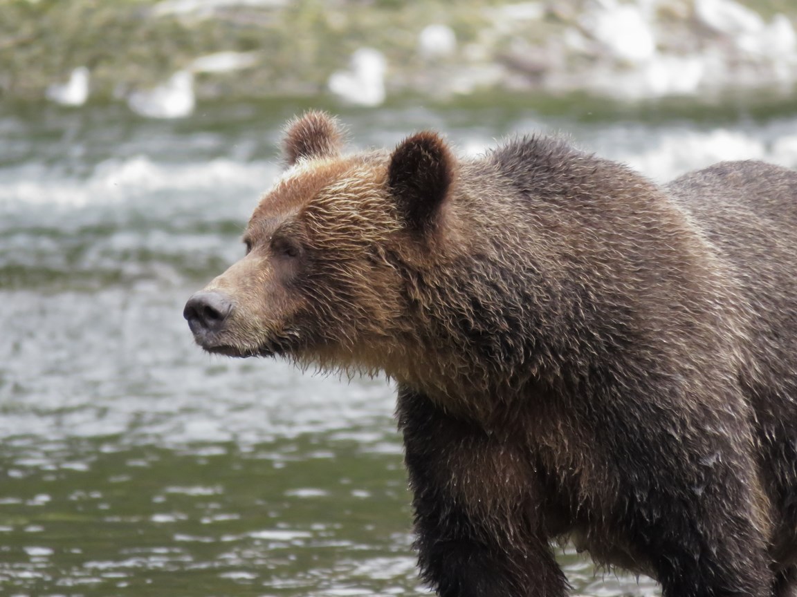 Découvrez l'univers des ours au Musée régional de Vaudreuil-Soulanges