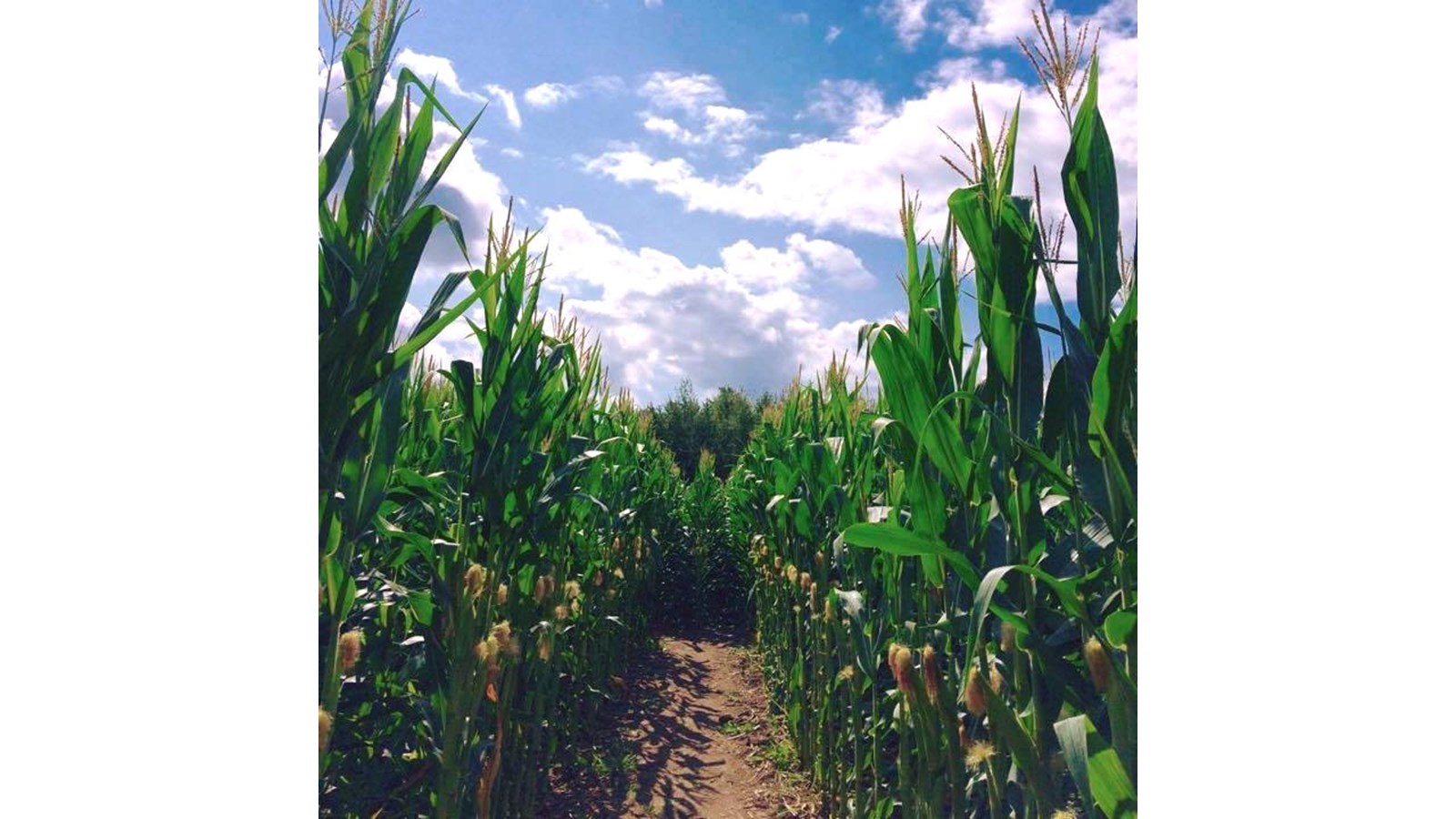 Les labyrinthes du Verger Labonté: Un voyage dans le temps pour sauver ...