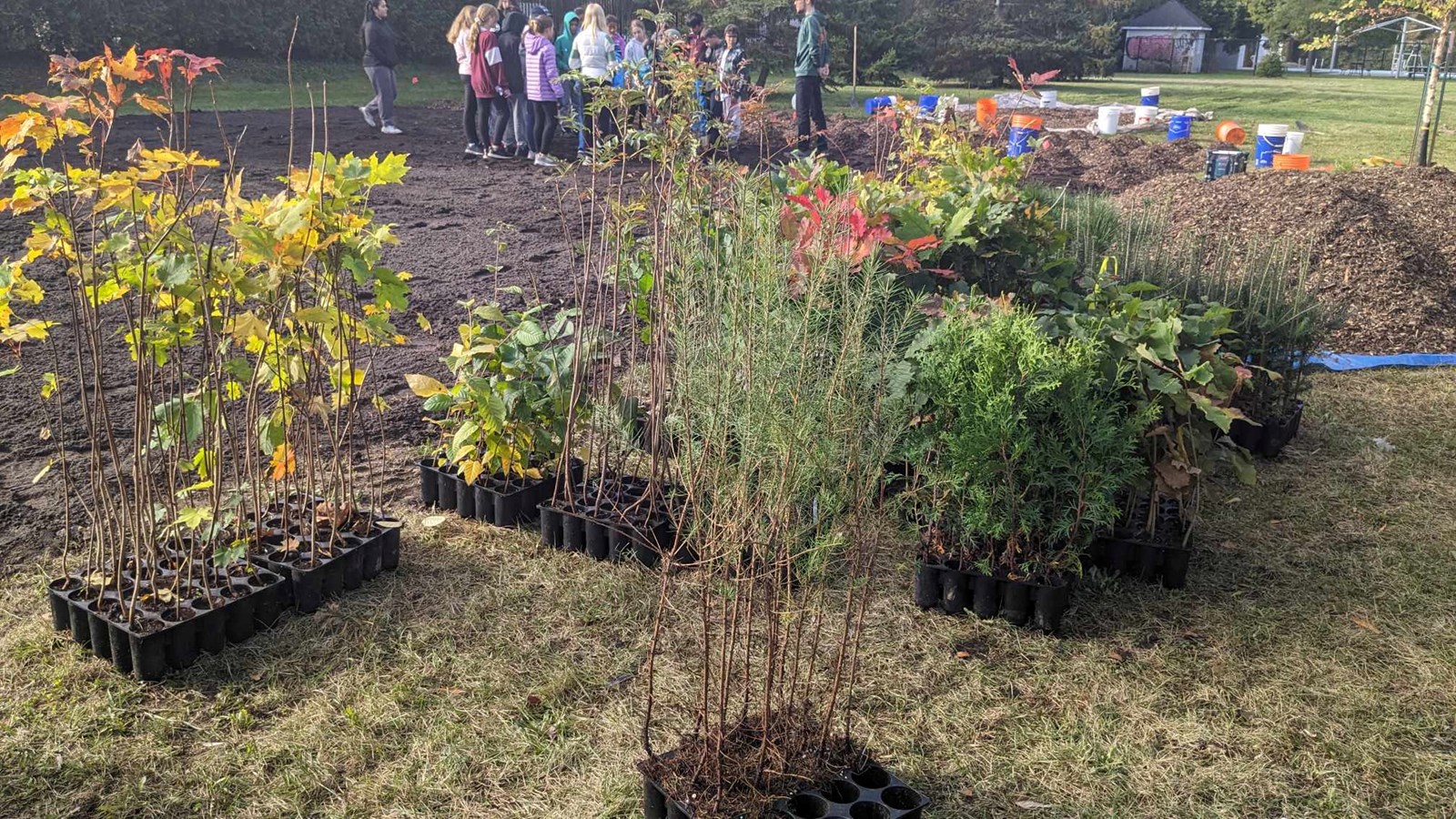 Pincourt plants its first Miyawaki microforest