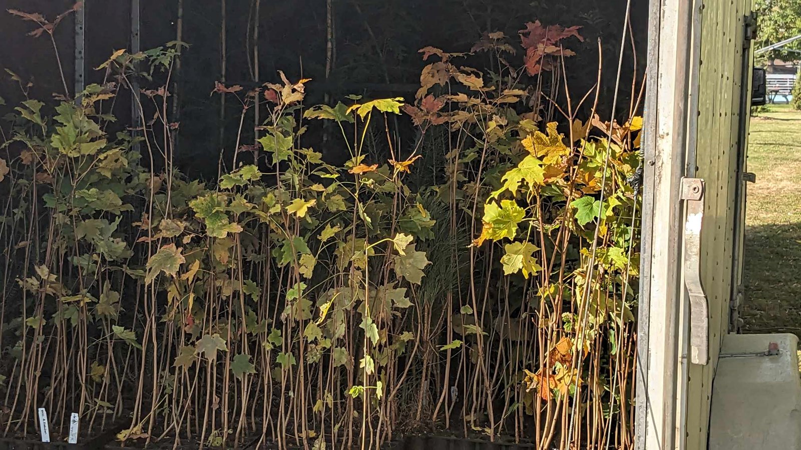 Pincourt plants its first Miyawaki microforest