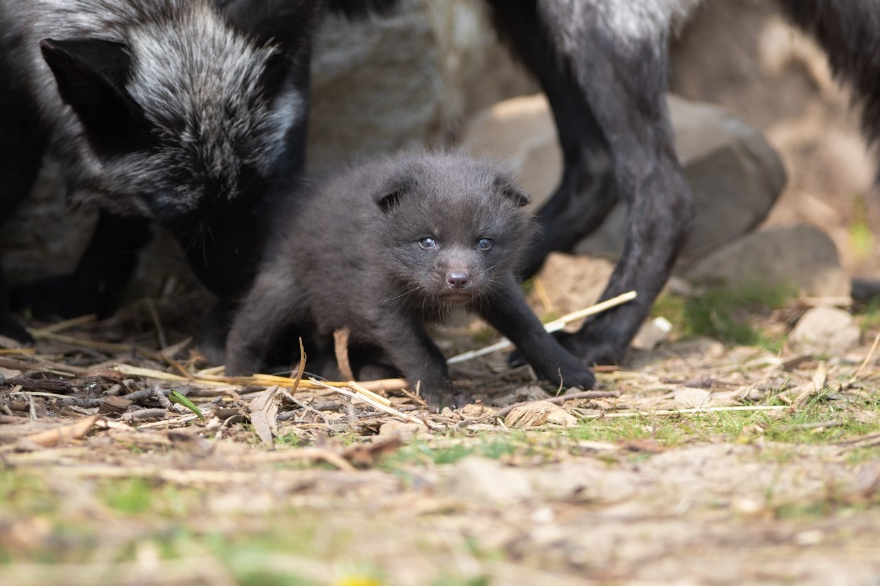 EXCLUSIF: Des renardeaux naissent à l'Écomuseum