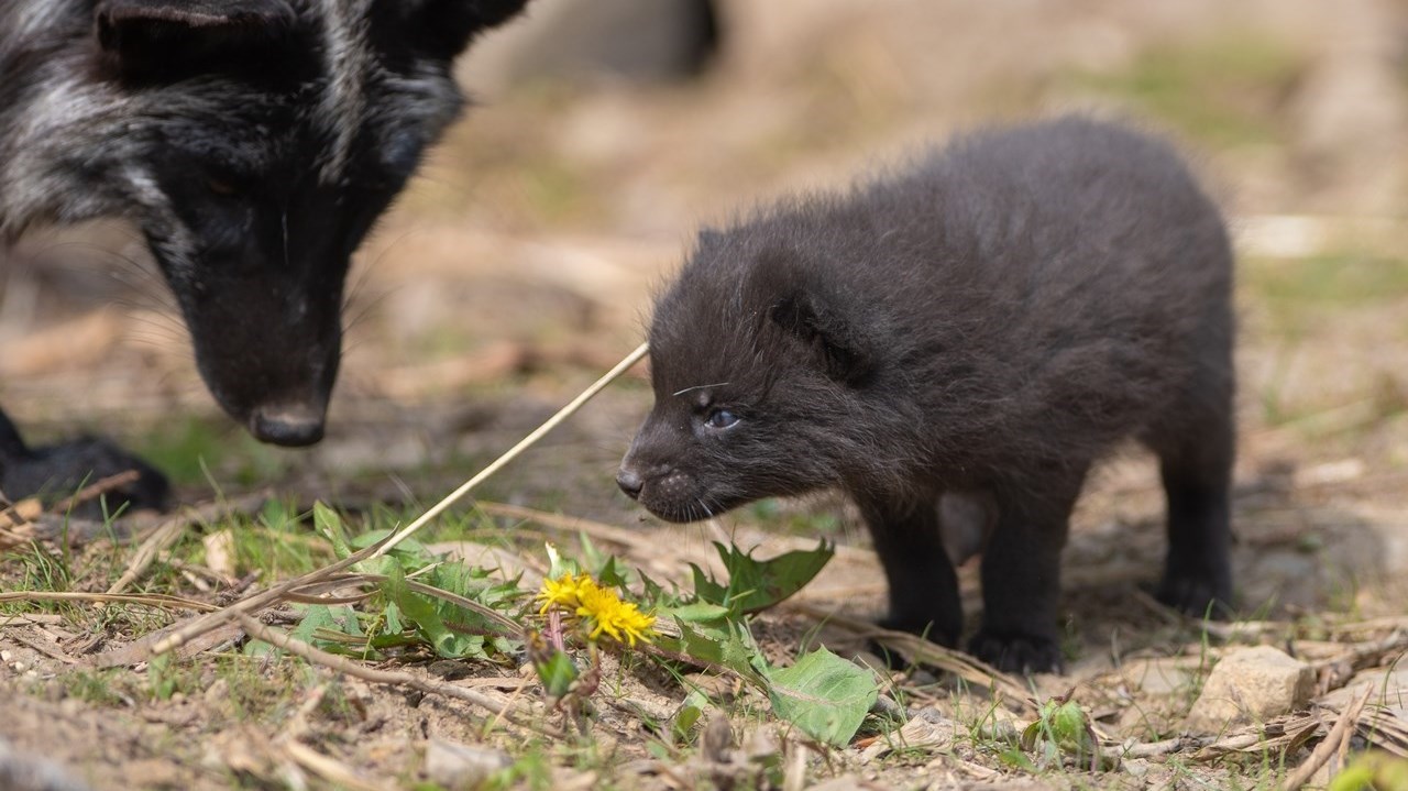 EXCLUSIF: Des renardeaux naissent à l'Écomuseum