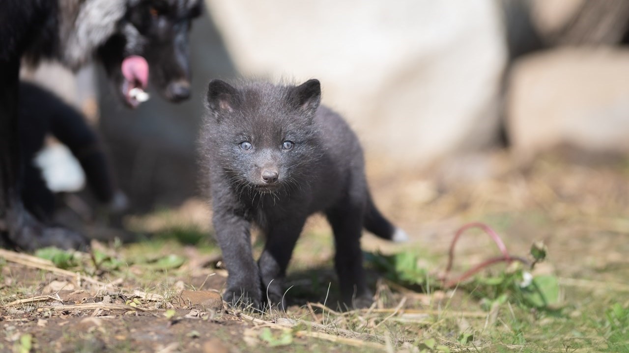 EXCLUSIF: Des renardeaux naissent à l'Écomuseum