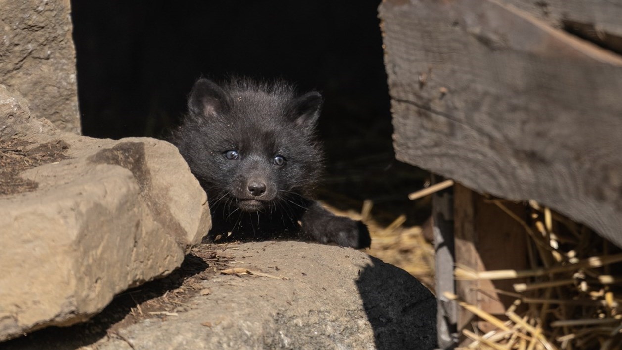 EXCLUSIF: Des renardeaux naissent à l'Écomuseum
