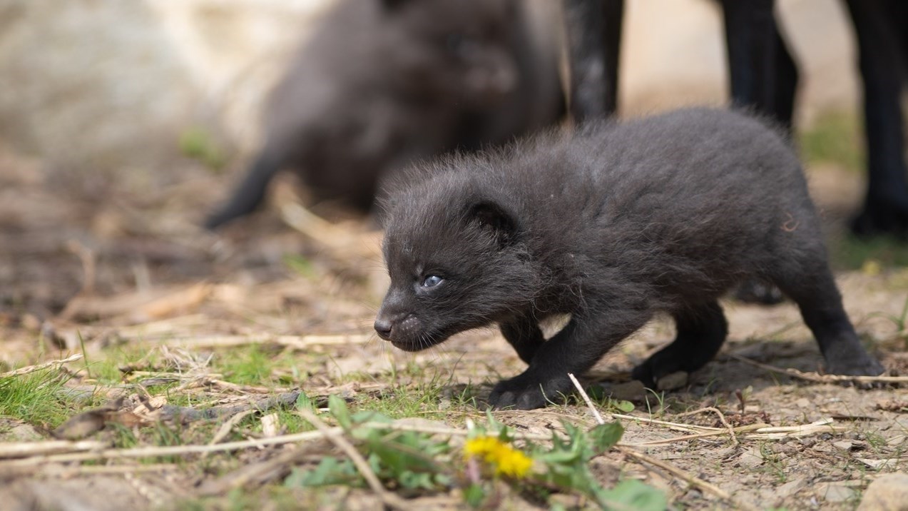 EXCLUSIF: Des renardeaux naissent à l'Écomuseum