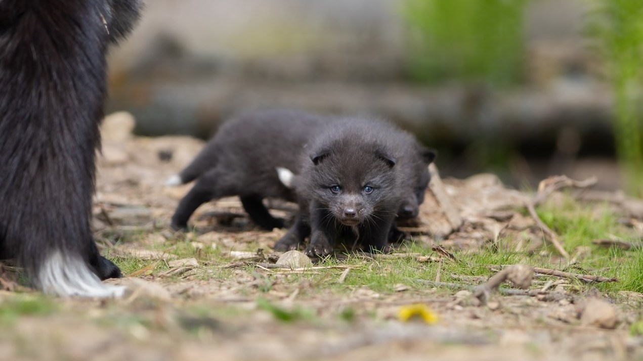 EXCLUSIF: Des renardeaux naissent à l'Écomuseum