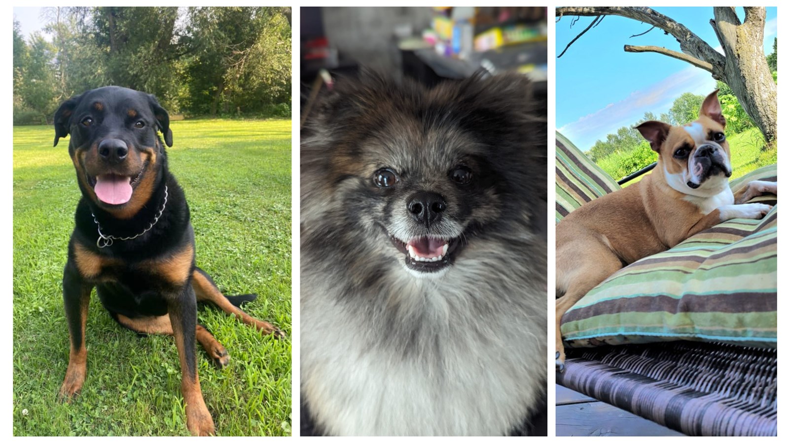 Galerie 1: Vos animaux en vacances