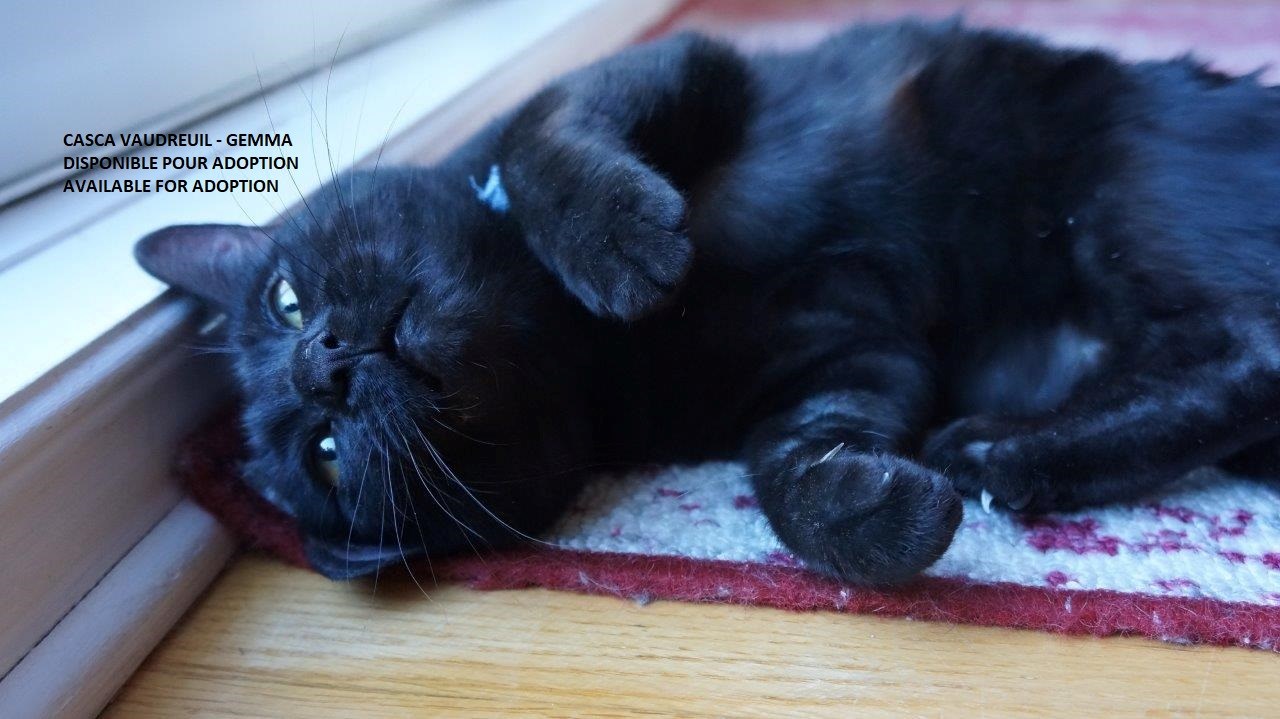 Prendre soin des chats errants en hiver : conseils des refuges de la région