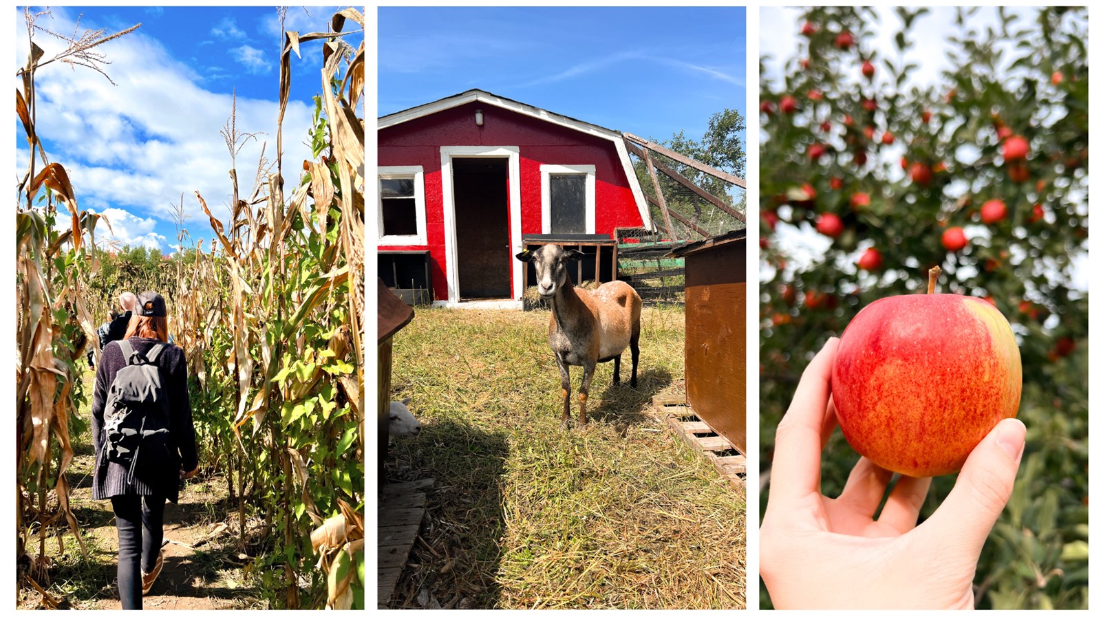 Une nouvelle saison et une nouvelle aventure au Verger Labonté